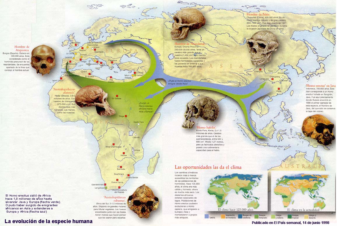Evolución de los homínidos: un recorrido visual a través de la historia
