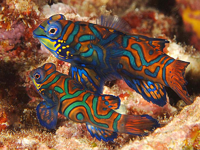 The Jungle Store: The "Psychadelic" Mandarin Fish