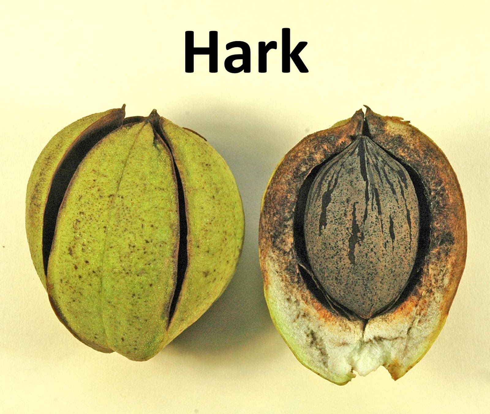 Northern Pecans: Hark has a thick shuck