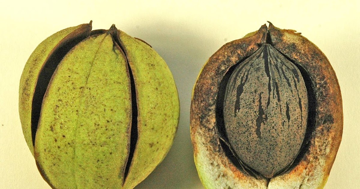 Northern Pecans: Hark has a thick shuck