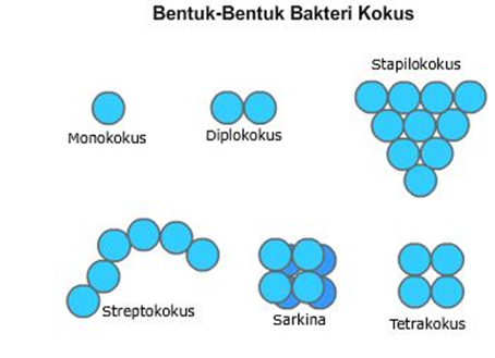 Bentuk-bentuk Bakteri | Pustaka Pandani