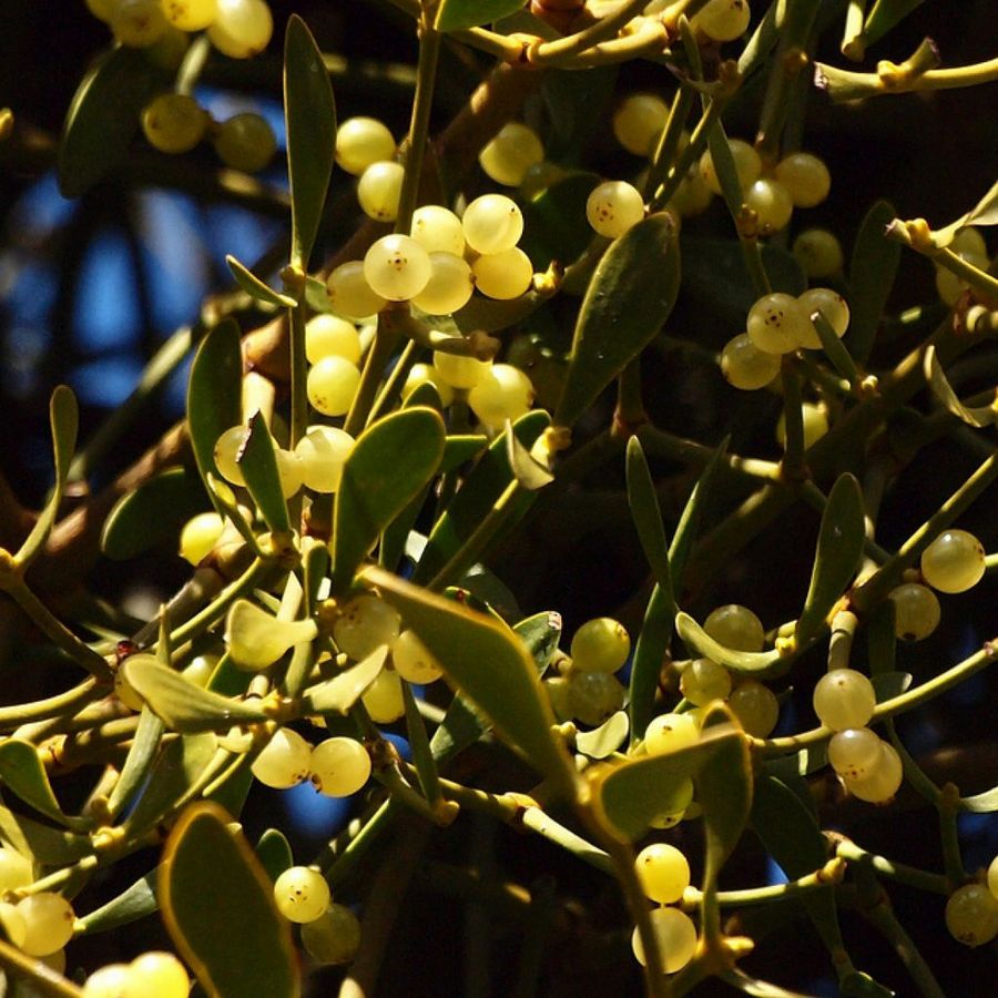 CUADERNO DE TIERRA DE PINARES : El muérdago