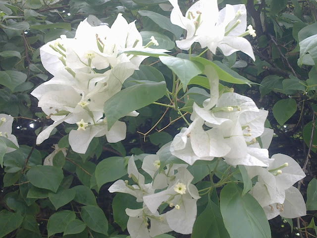 Plants Growing In My Potted Garden.: How To Grow And Take Care of ...