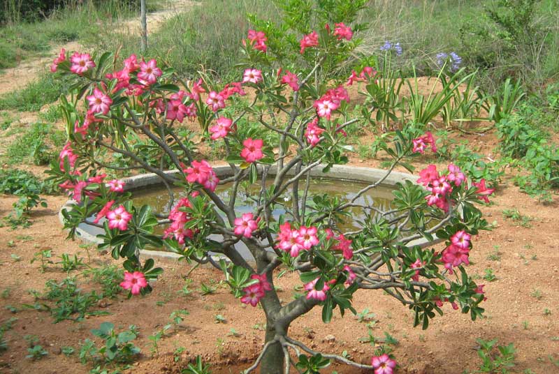 Mister Flower: Το Ρόδο της Ερήμου (Adenium obesum)