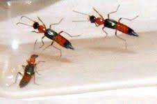 Waspada Serangga Tomcat Mematikan ~ TV STREAMING INDONESIA