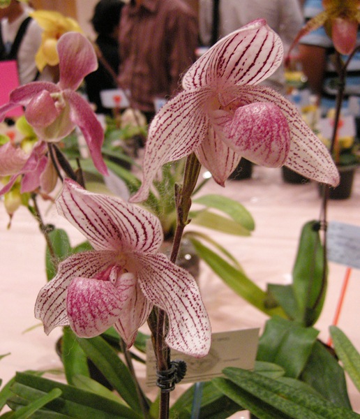 PaphYeo: Paphiopedilum Show in Bangkok - others.