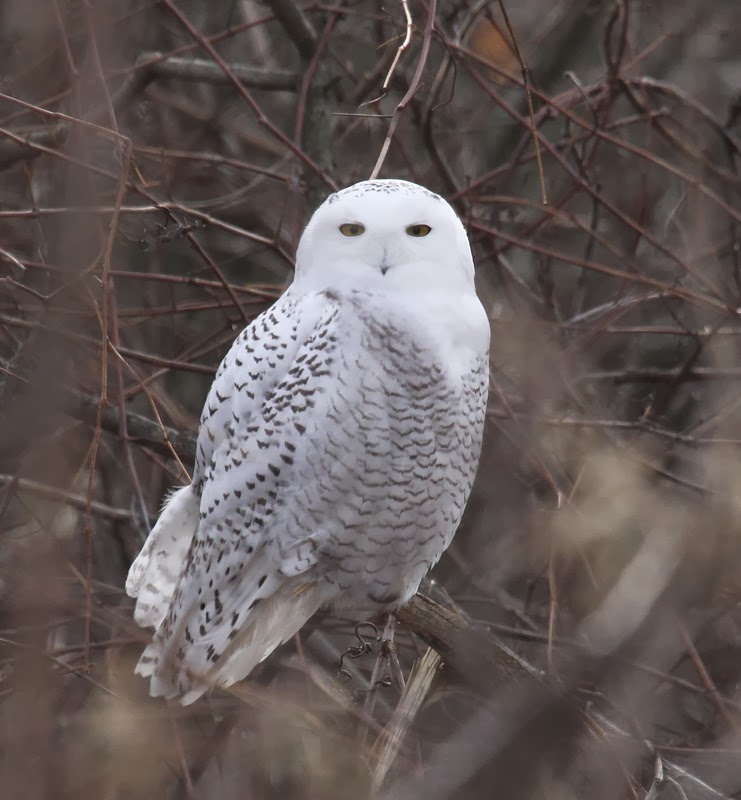 Tails of Birding: A Winter for Owls