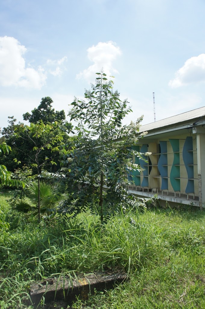OUR PHILIPPINE TREES: Arki's Blooming Bagras!
