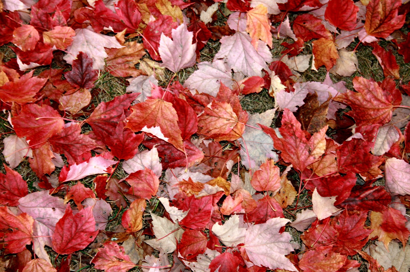 A Hocking Hill's Garden