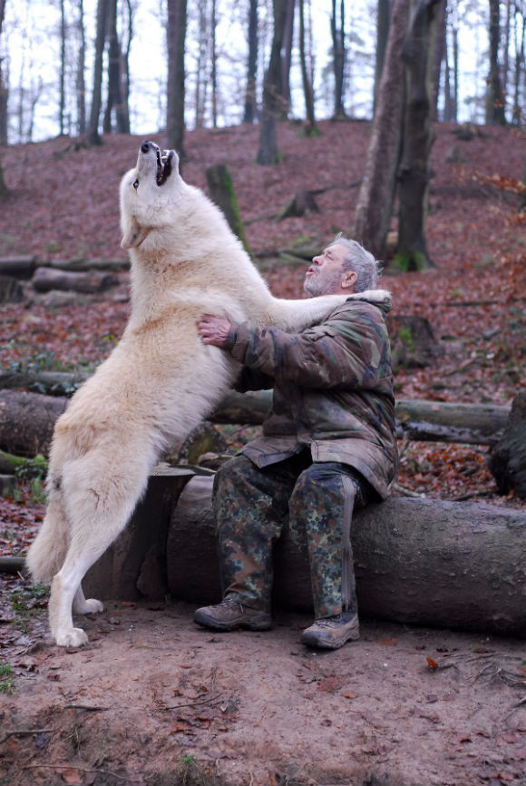 German Man Living With Wolves