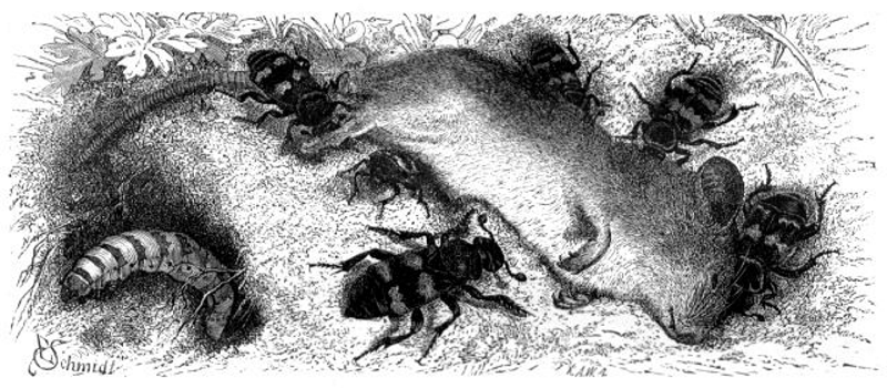 El ojo del buitre: Insectos - Necrófago (Necrophorus vespillo)