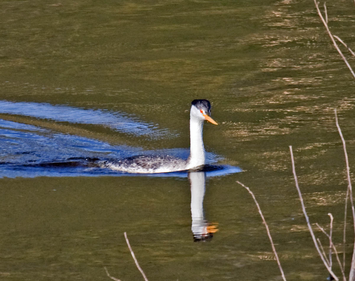 Nesting Western Grebes - Greg in San Diego