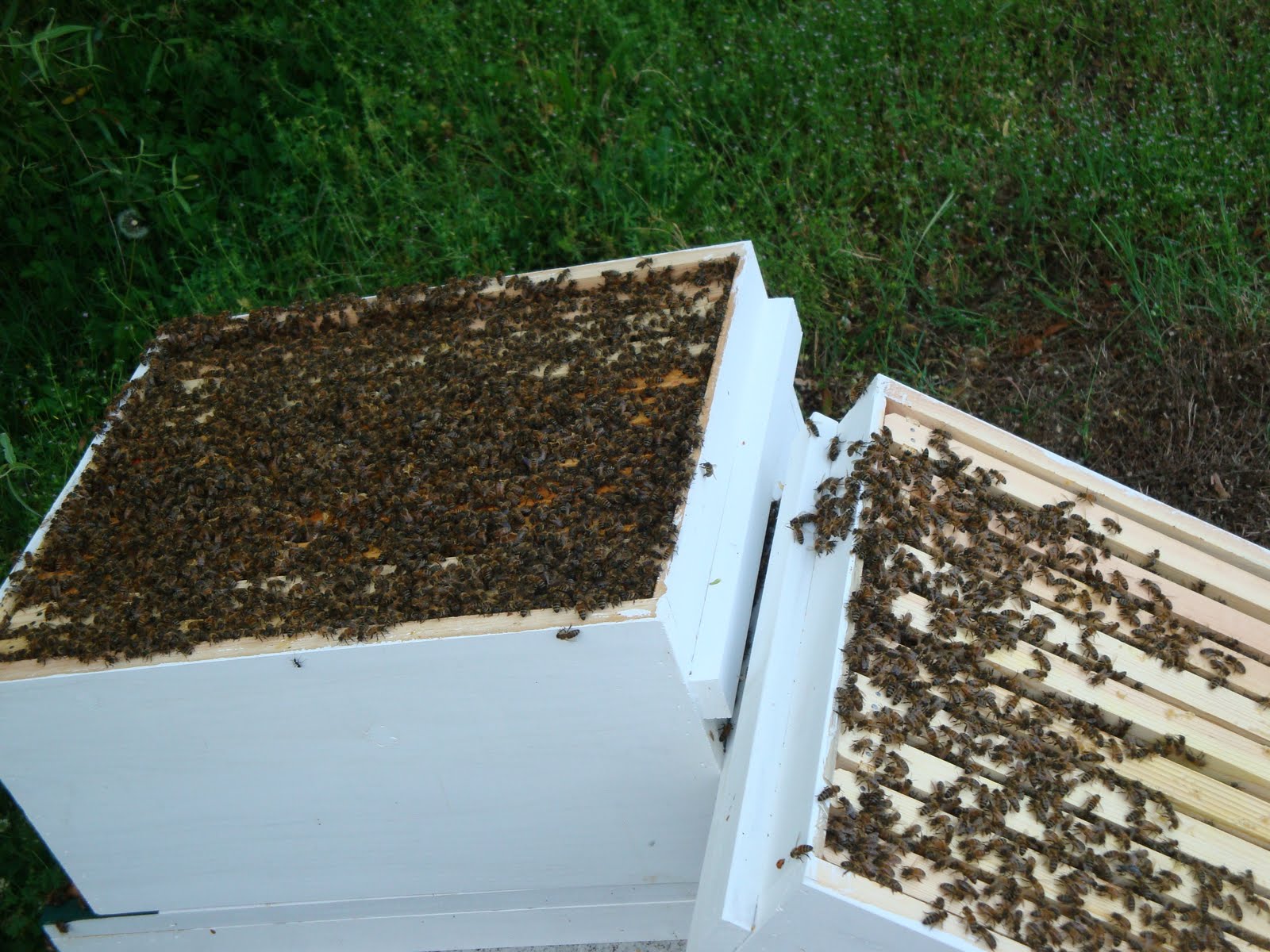 The Bee Man's Daughter