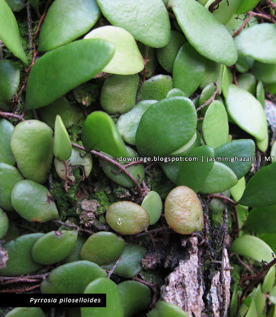 The World is Just Awesome!: Pyrrosia piloselloides