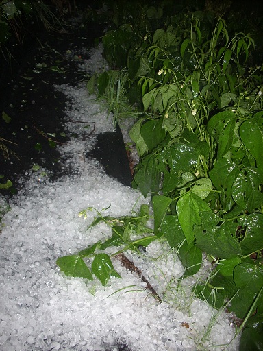 Under the Chestnut tree