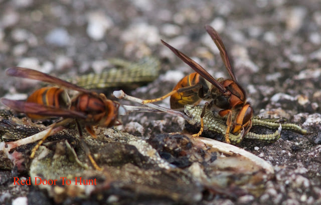 RED Door To Hunt: Serangga Pemakan Daging~Tebuan Emas~Vespa velutina ...