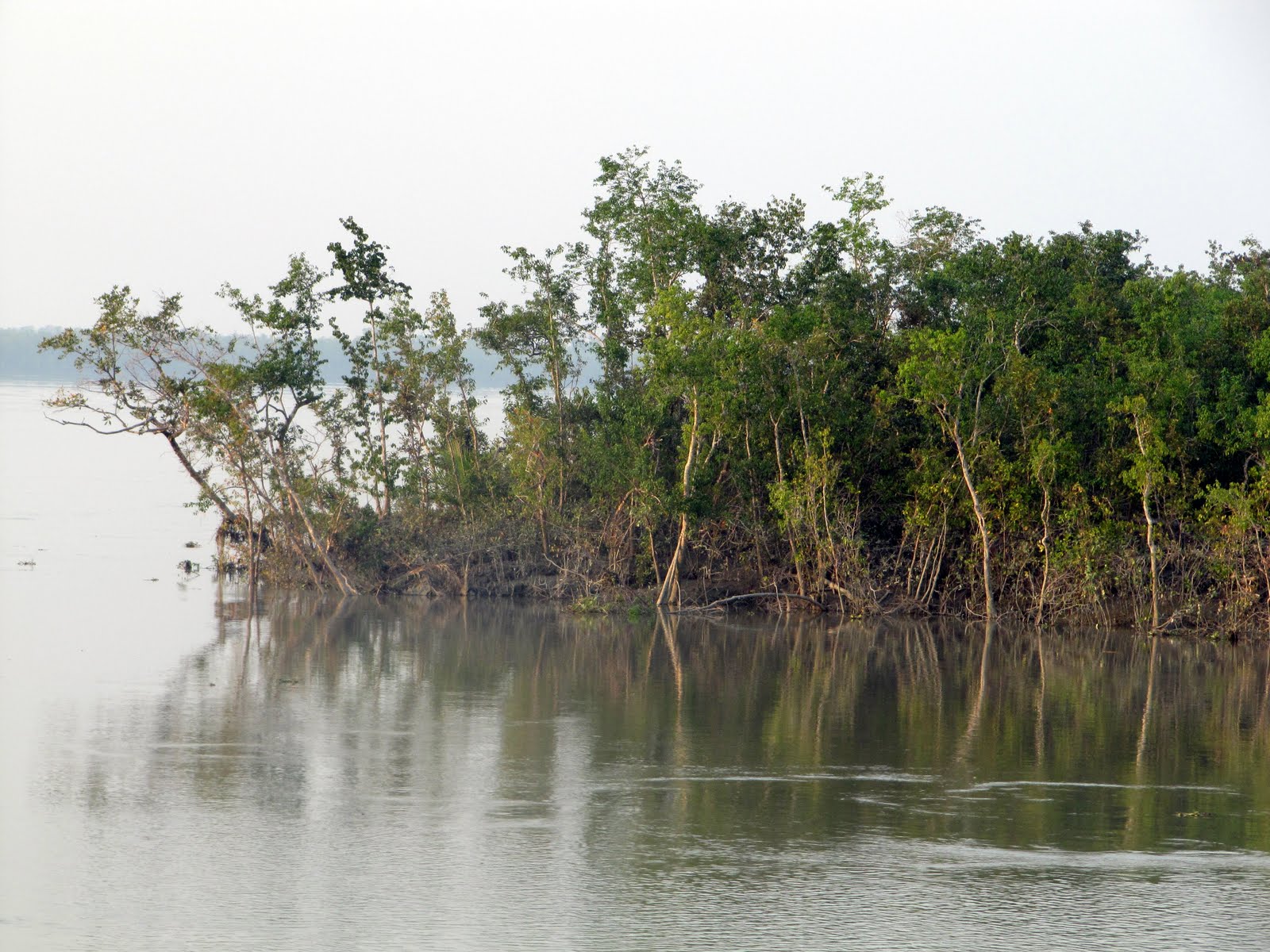 Sundarbans Mangrove Forest UNESCO Site | Explore World Wonders Amazing ...