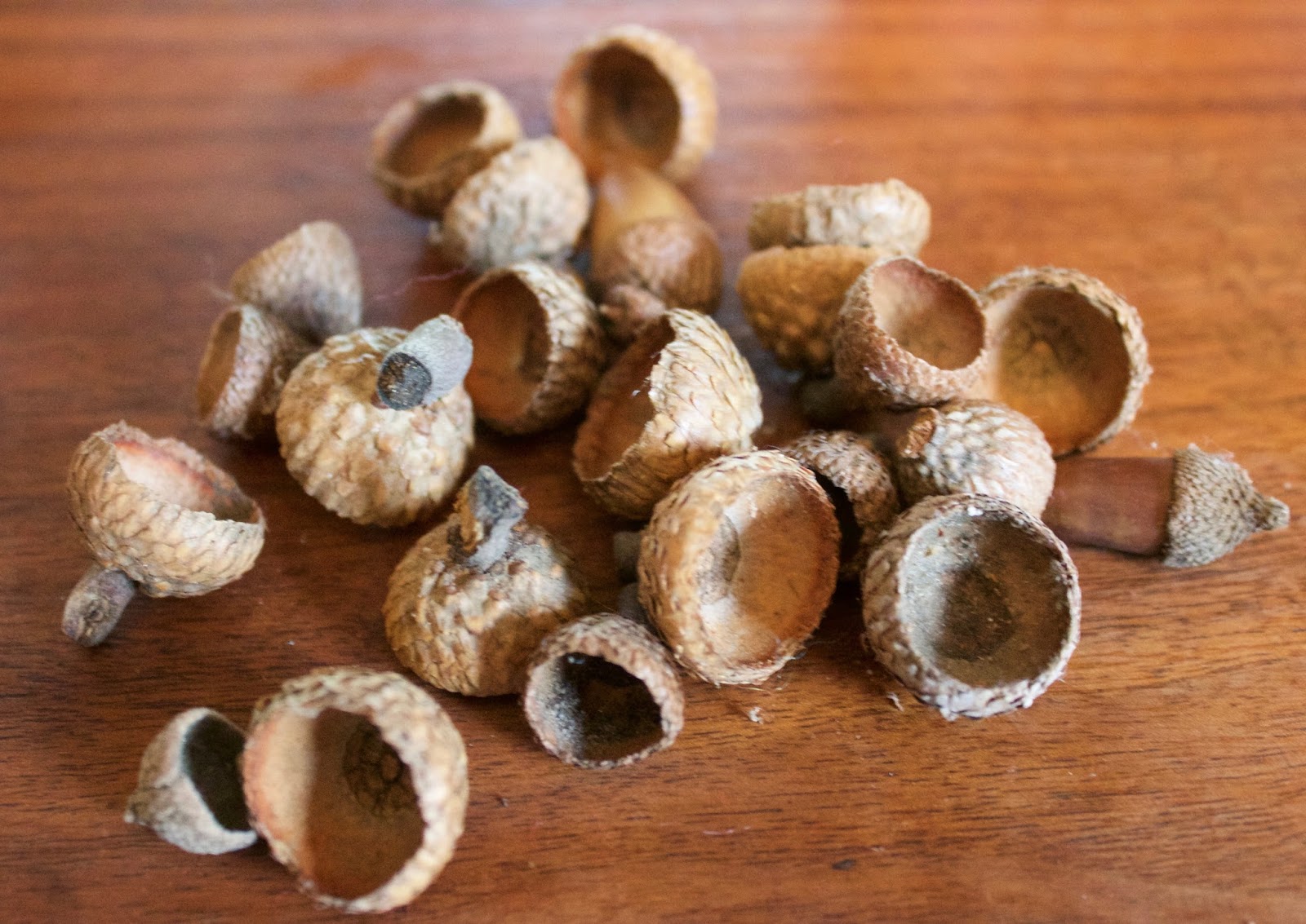 Purple Twig: Message Acorns