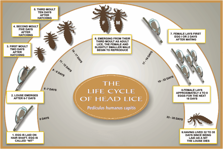 contoh makalah: siklus hidup kutu