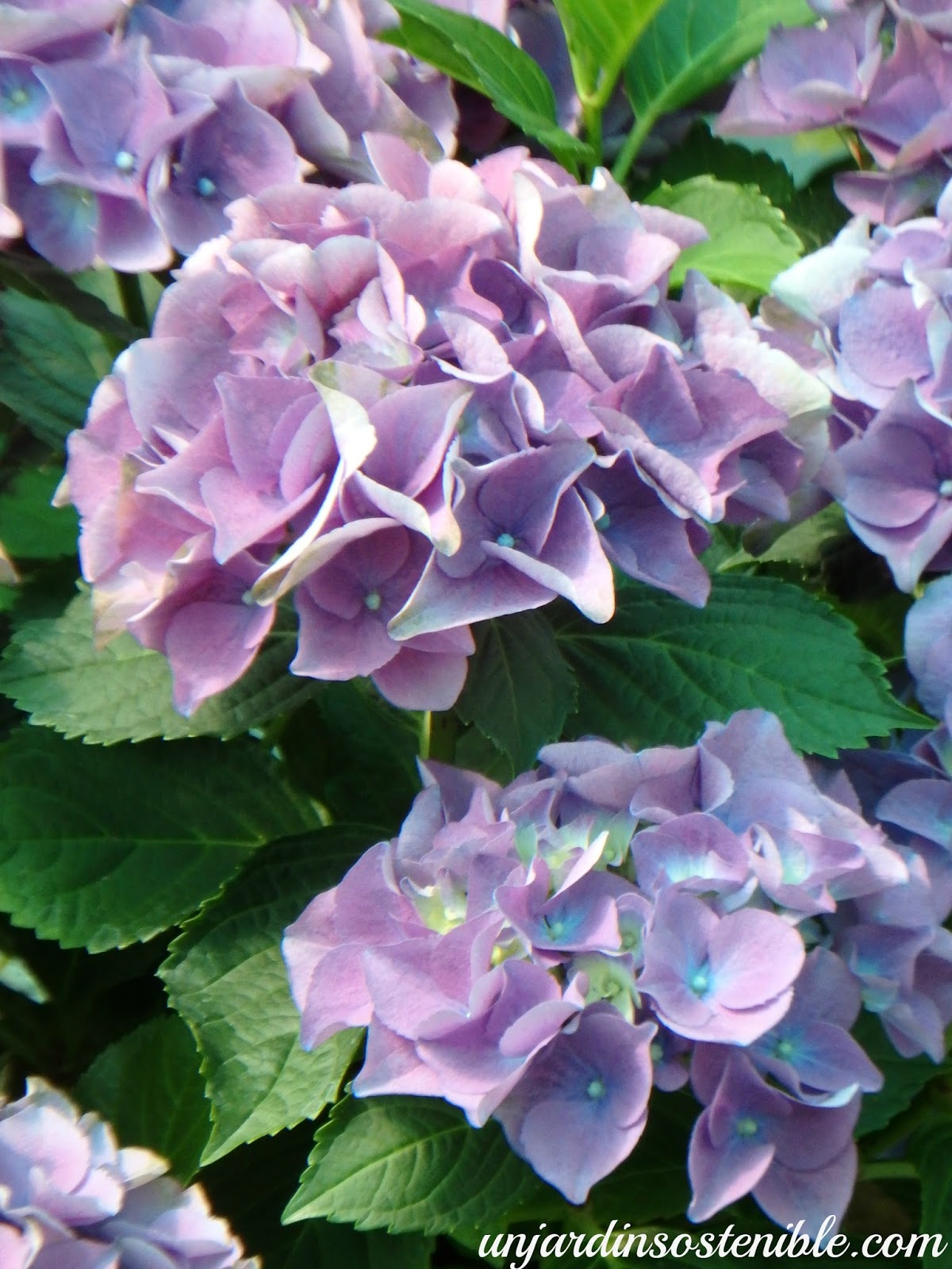 Hydrangea macrophylla (Hortensia)
