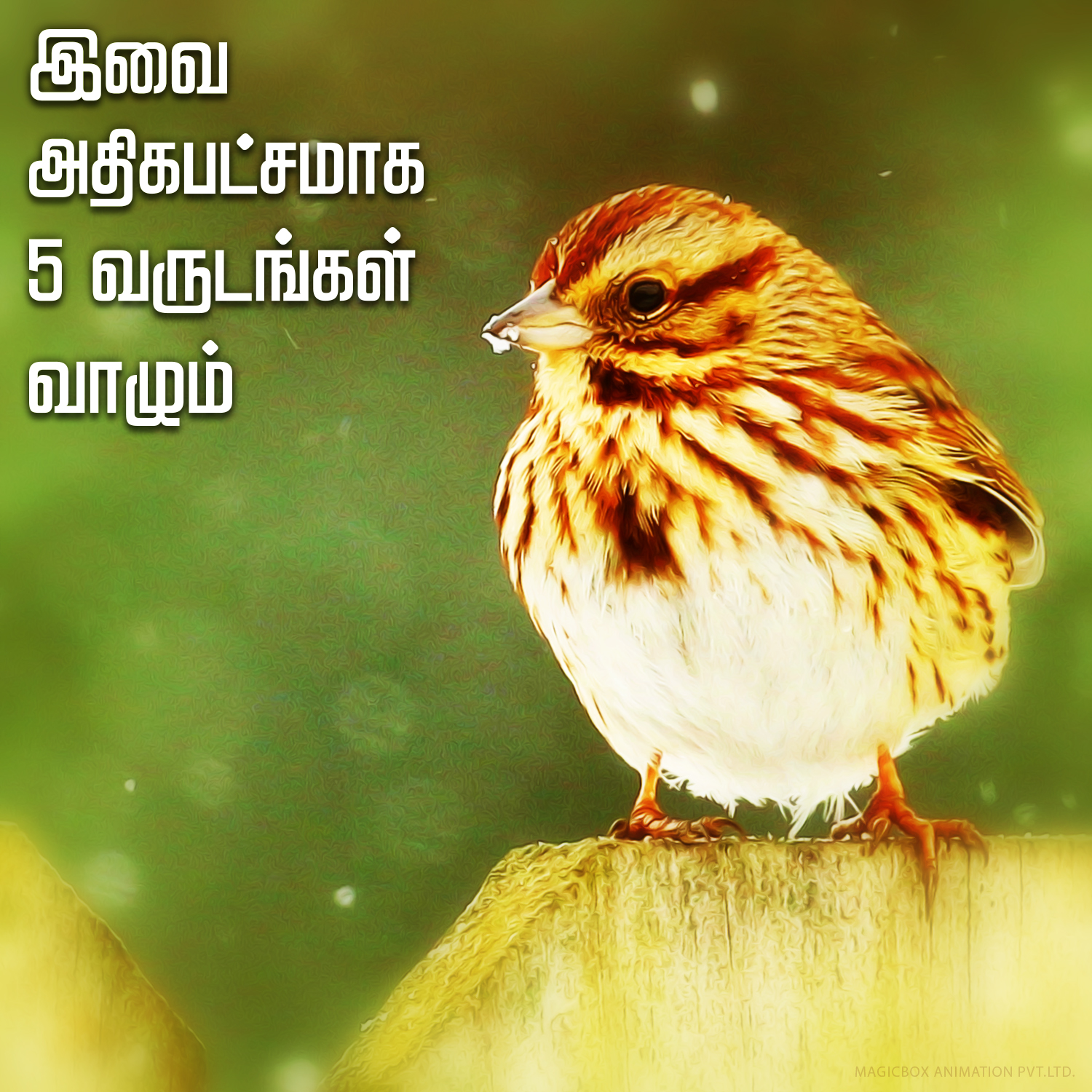 Chellame Chellam : சிட்டுக்குருவி | அழிந்து வரும் பறவை | Chelalme chellam