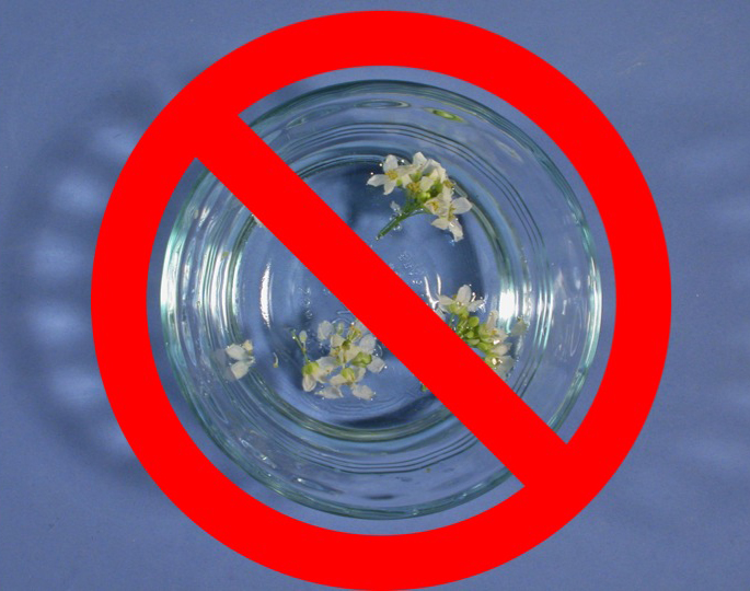 Joyful Public Speaking (from fear to joy): Rock Water: the Bach Flower ...