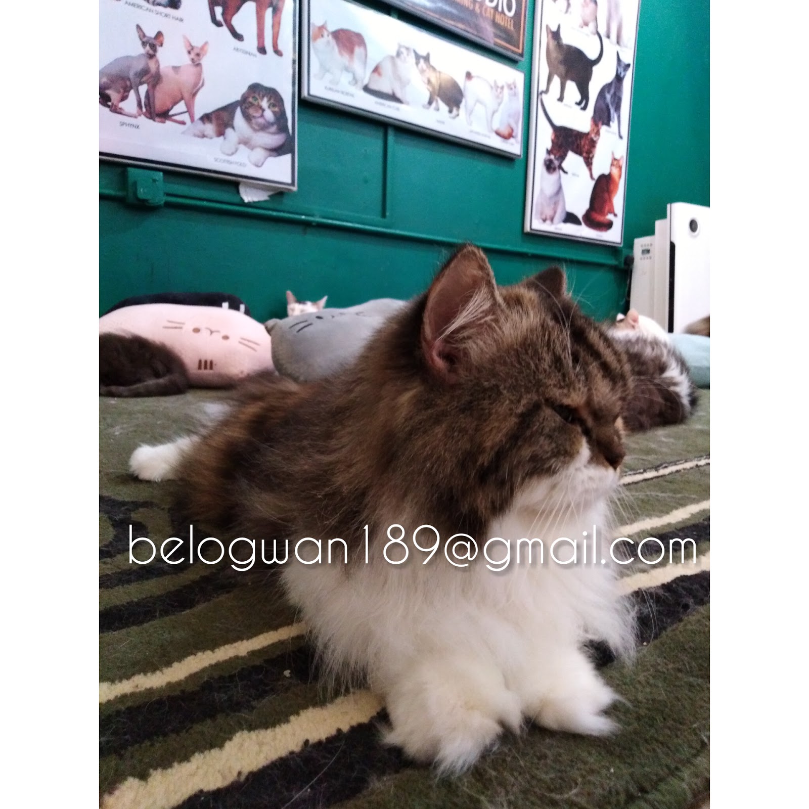 My HidOp: (MELAKA) Cat walk studio tempat untuk pencinta kucing!