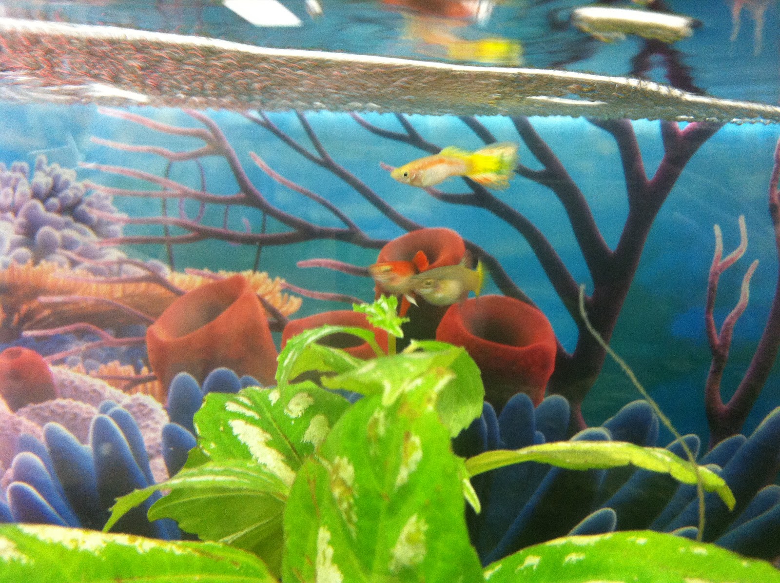 Inside Nemo's Tank: Picture Day!! photogenic fishies!