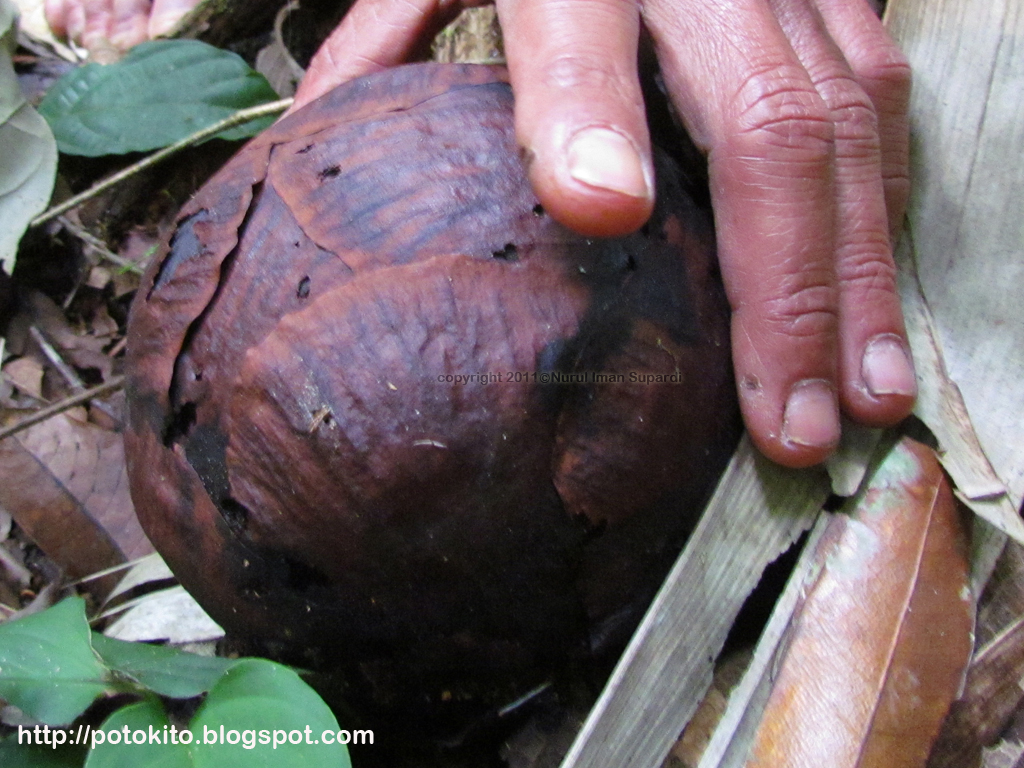 Gallery of Bengkulu - Indonesia: A Close Up views of the newest ...