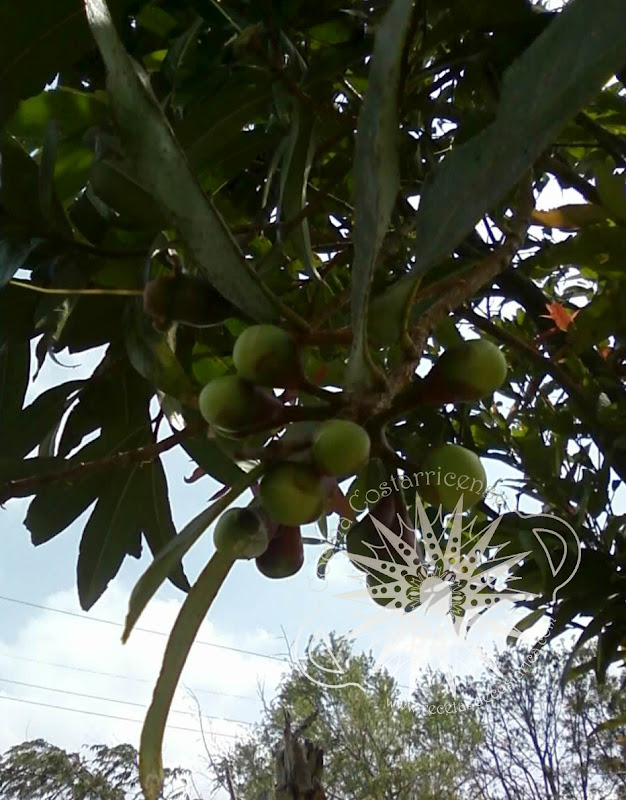 Cocina Costarricense: manzana rosa