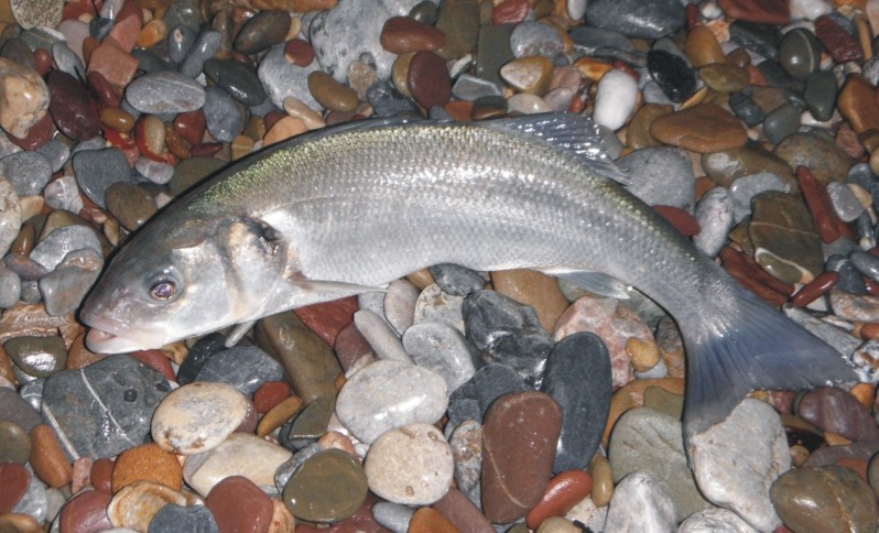 South Coast Bass by RockHunter: Specimen Painted Ray - 11th February 2012