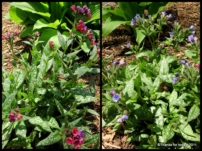 Thanks for today.: "Just Be" Gardens for Garden Bloggers Bloom Day