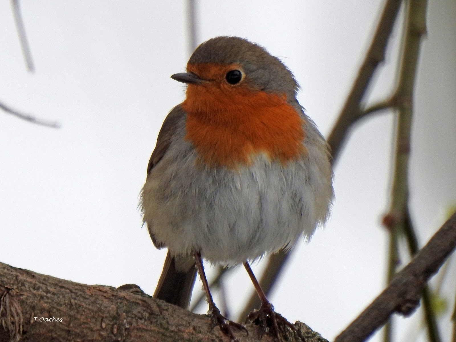 PASARI DIN ROMANIA: MACALEANDRU, Erithacus rubecula