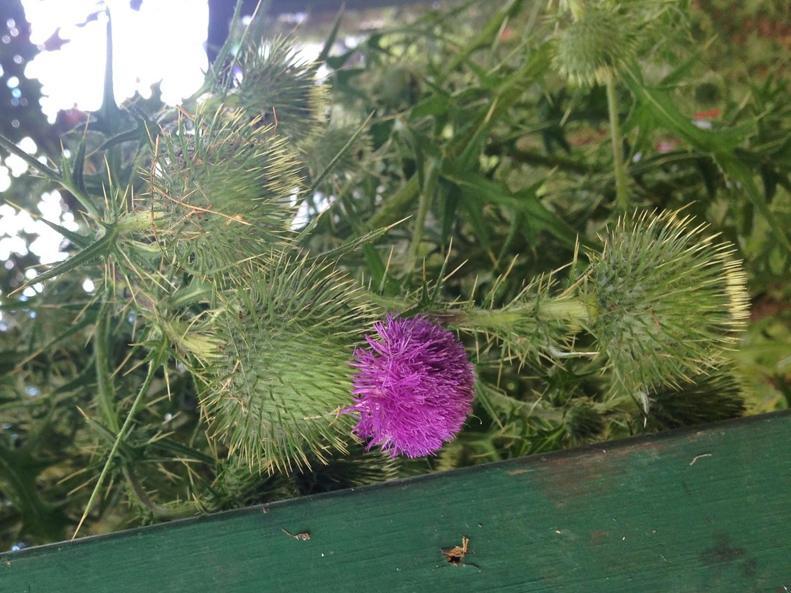 Bull Thistle Arts Festival - Fayette, Ohio
