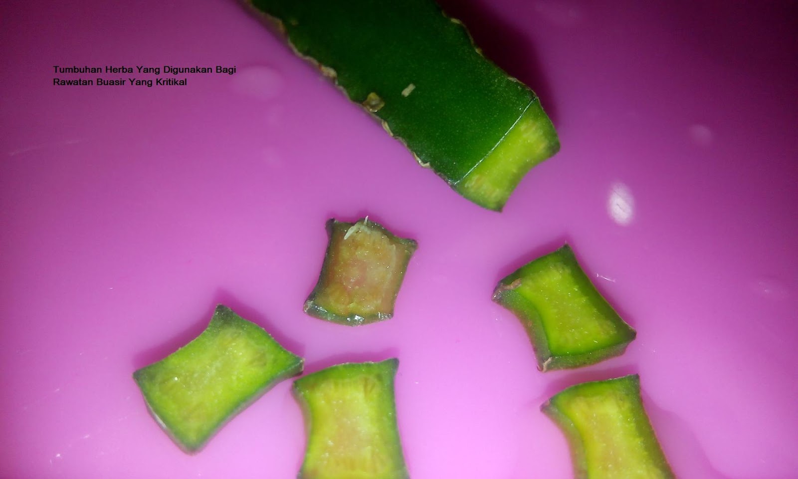 Spekman: Pokok Herba Penawar Buasir