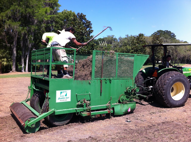 Avila Turf Maintenance : The Sprigging Process