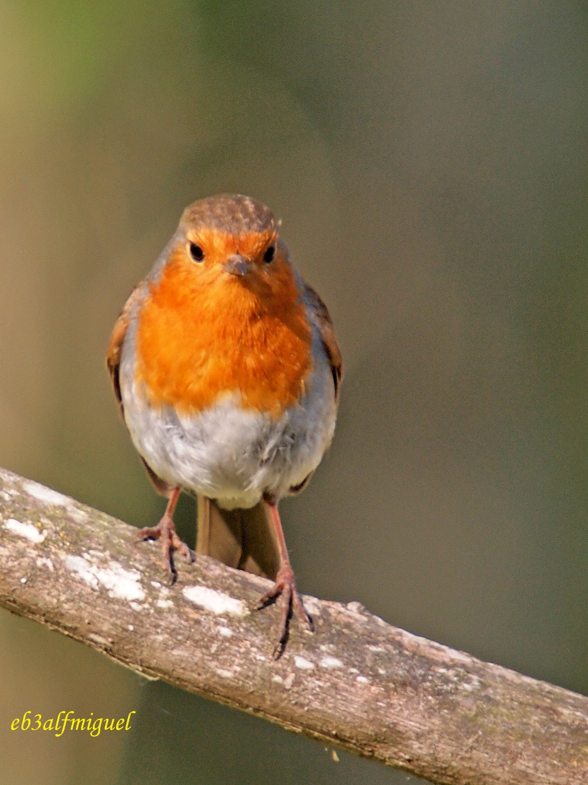 MIS AMIGAS LAS AVES: La curiosidad del petirrojo (Erithacus rubecula)