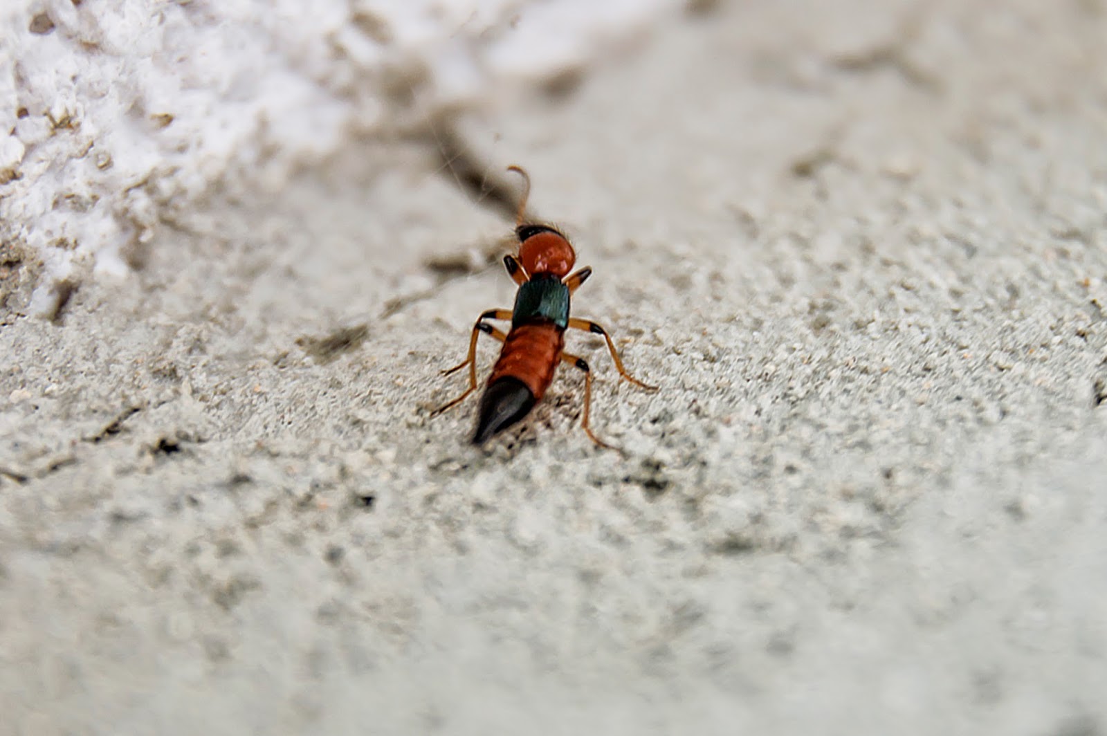 Awesome Bugs: Rove beetle, Latin name: Paederus baudii