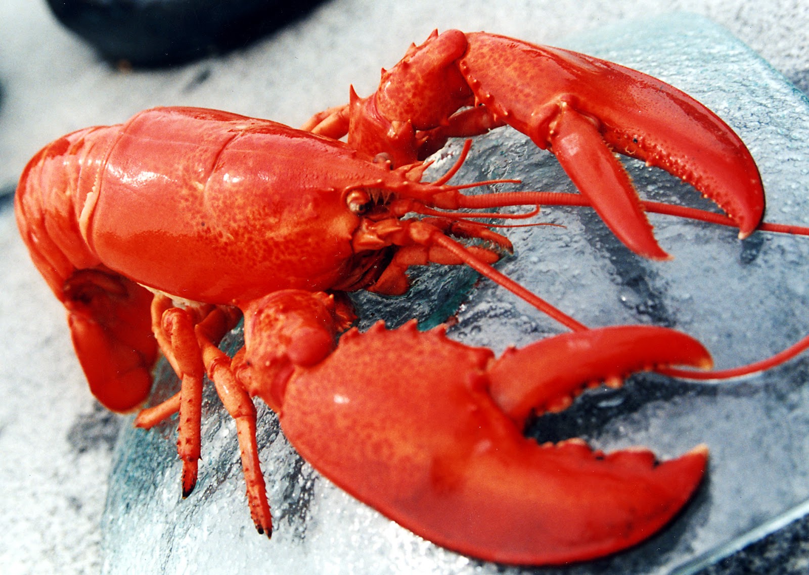 Lobster Facts | Supplier Fresh Water Lobster, Wholesale Lobster Meat ...