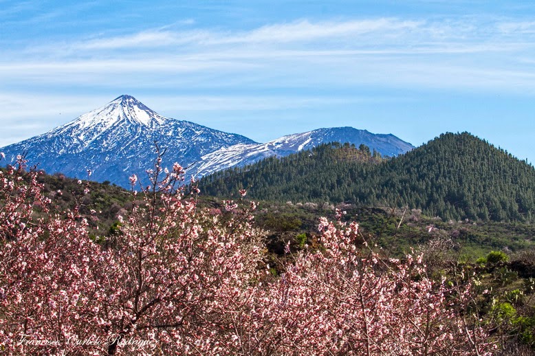 EL RINCÓN FOTOGRÁFICO DE FRANCISCO CURBELO: ALMENDROS EN FLOR. SANTIAGO ...