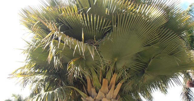 La palma Yarey, de nombre científico Copernicia baileyana | Plantas ...