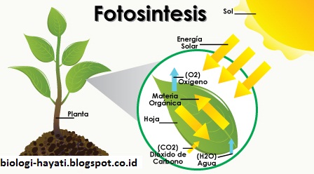 Pengertian, Perbedaan dan Mekanisme Reaksi Terang dan Reaksi Gelap pada ...