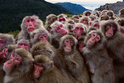 Animals I Admire: Monkey crowd