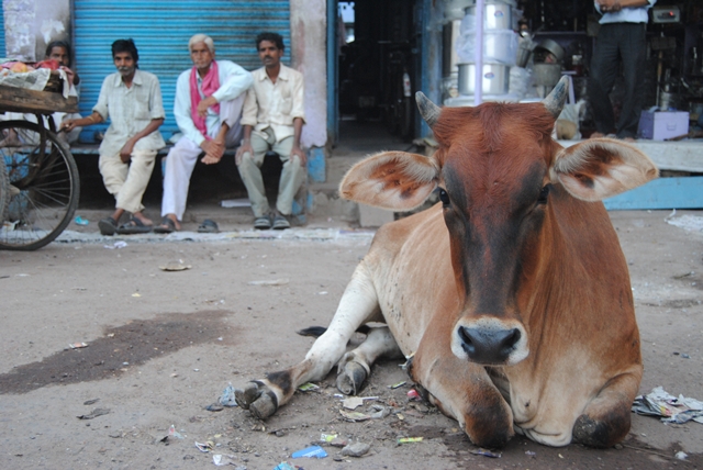 Las Vacas EN IndiA, CrIatUras sagradas | mi vida en india