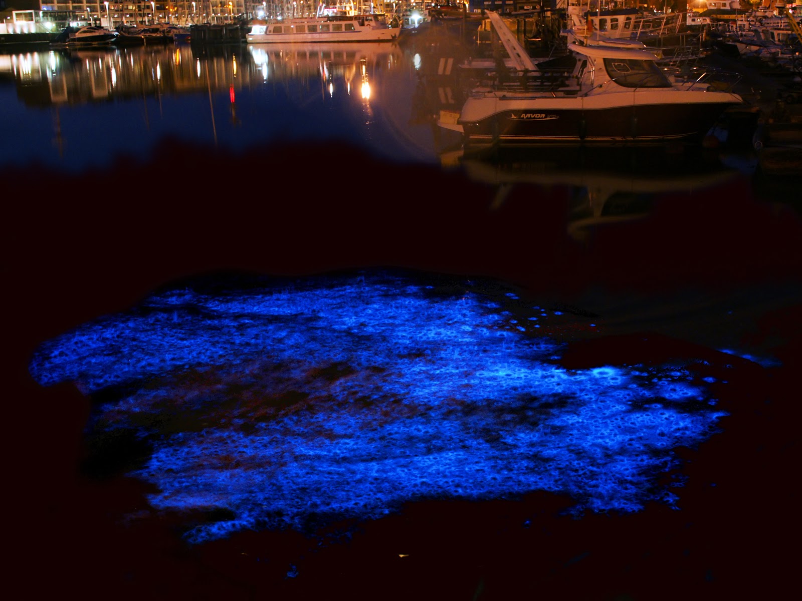 GeoScienze: Noctiluca scintillans