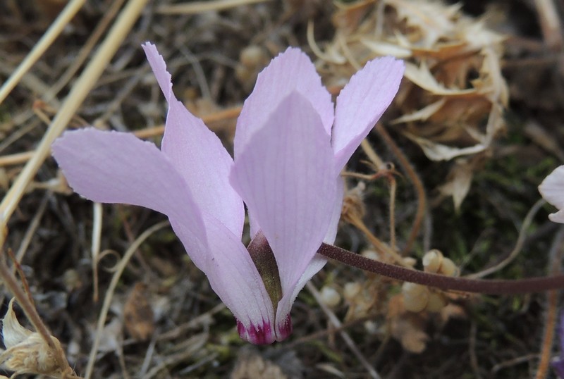 AFYON'UN MUHTEŞEM SİKLAMENLERİ (Cyclamen mirabile)