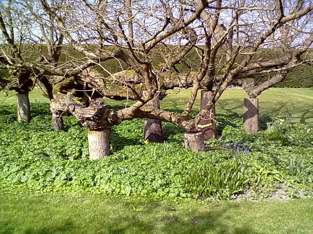Rachel the Gardener: Propping up the Mulberry - a pleasing symmetry