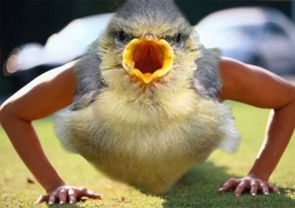 FuNtastiC: Funny Photoshopped birds ;0 (Part-1)