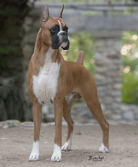 DOG SHOW POOP: WWW: THE BOXERS