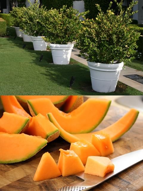 Baking Bird Test Kitchen: Summer Spa Popsicles!